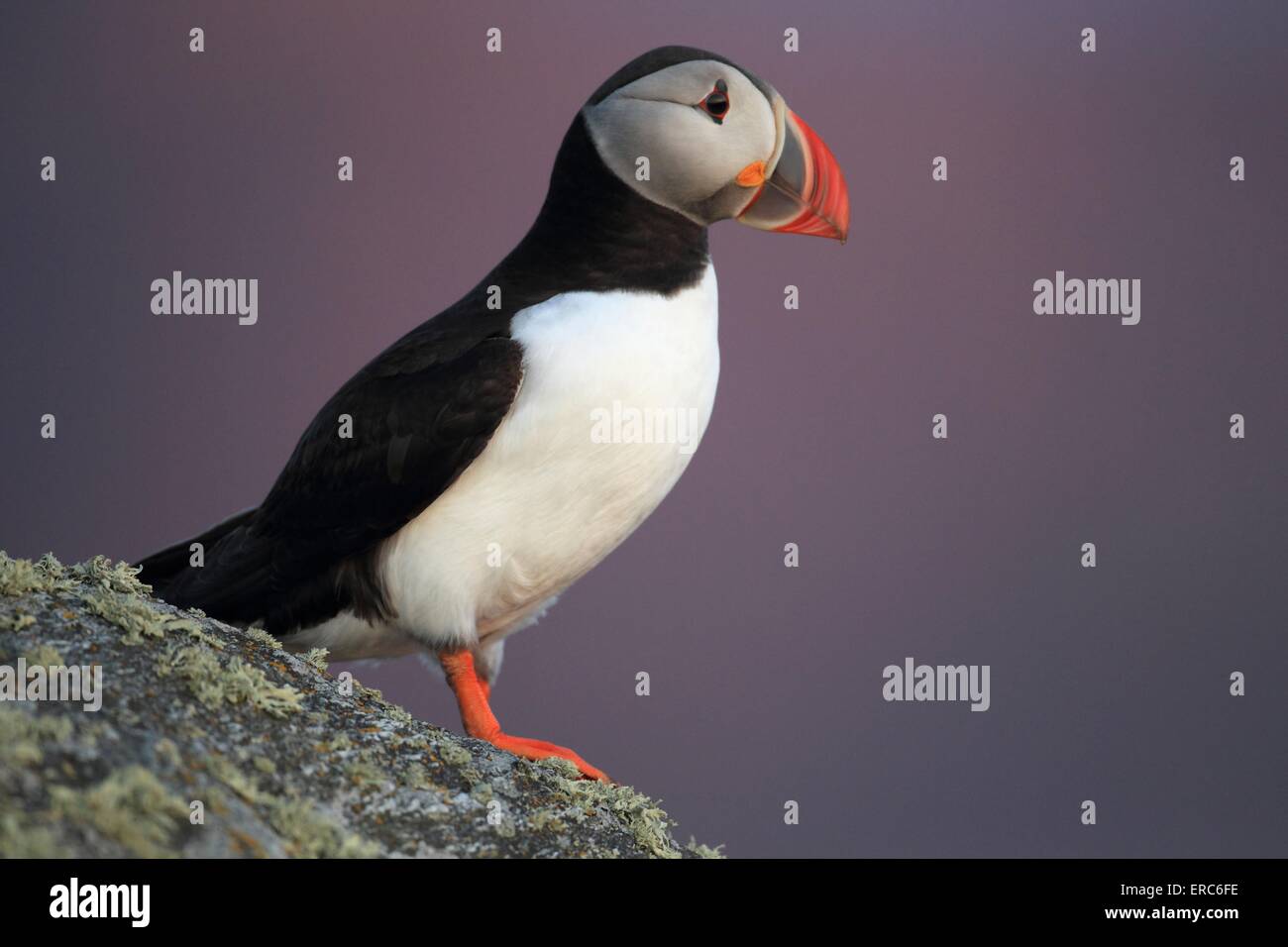 Puffin side profile hi-res stock photography and images - Alamy
