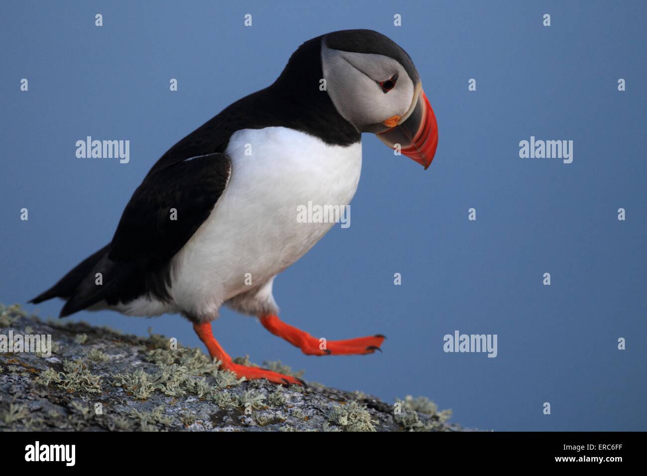 Puffin movement hi-res stock photography and images - Alamy