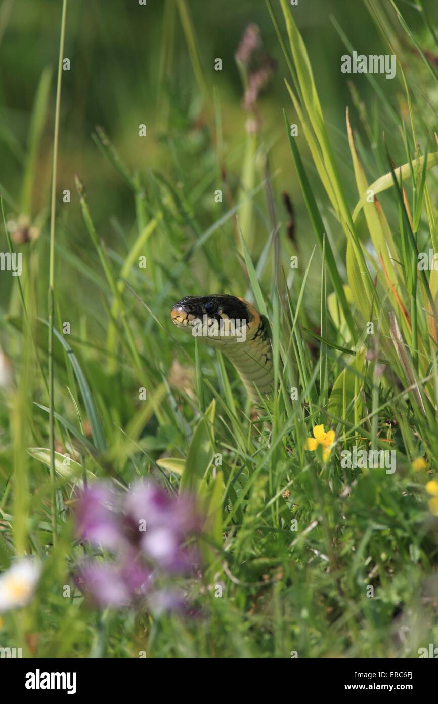Vertical snake snakes hi-res stock photography and images - Alamy