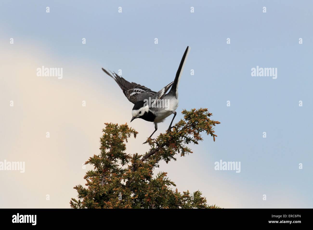 Wagtails bird hi-res stock photography and images - Alamy
