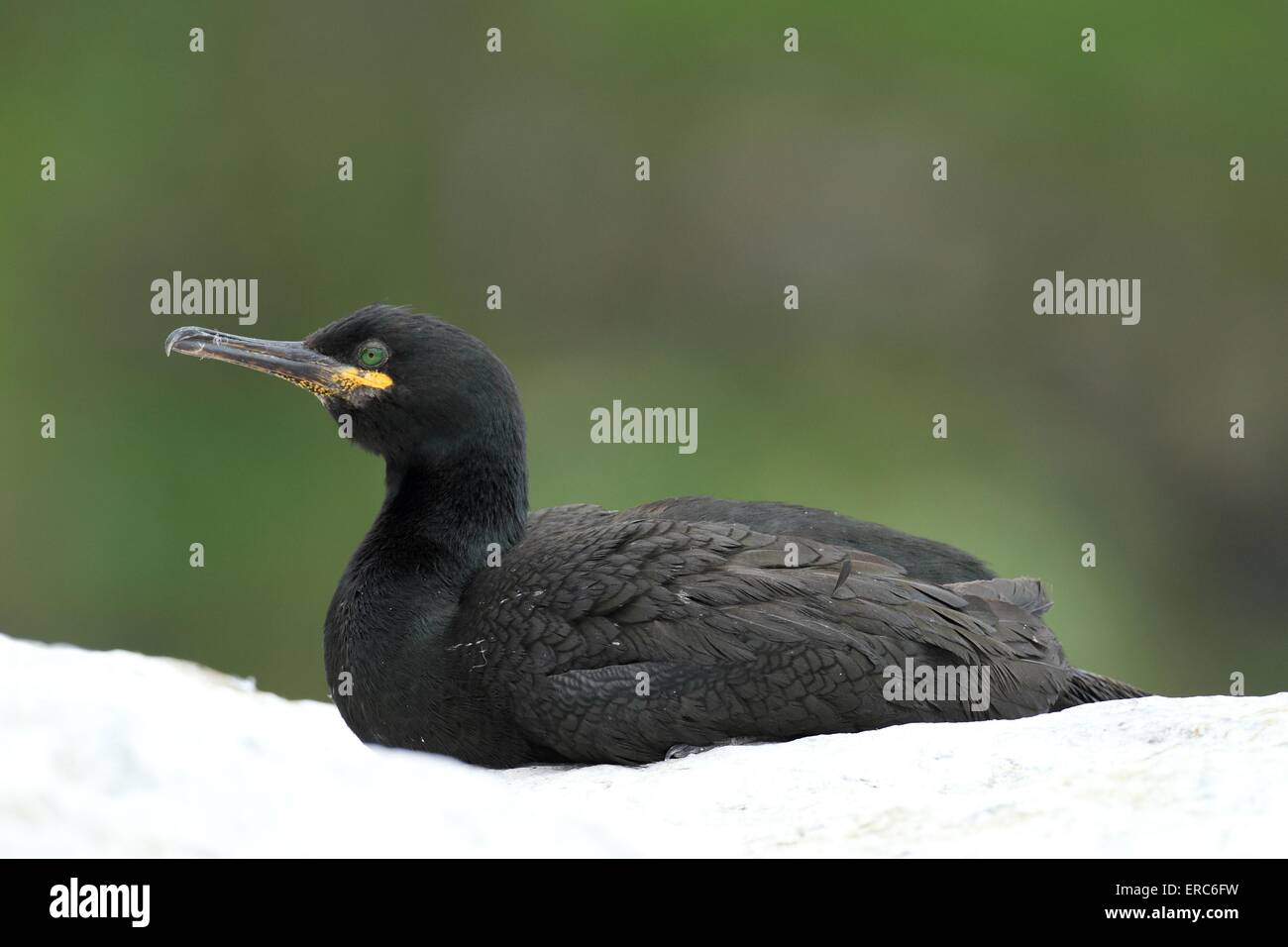 Common shags hi-res stock photography and images - Alamy