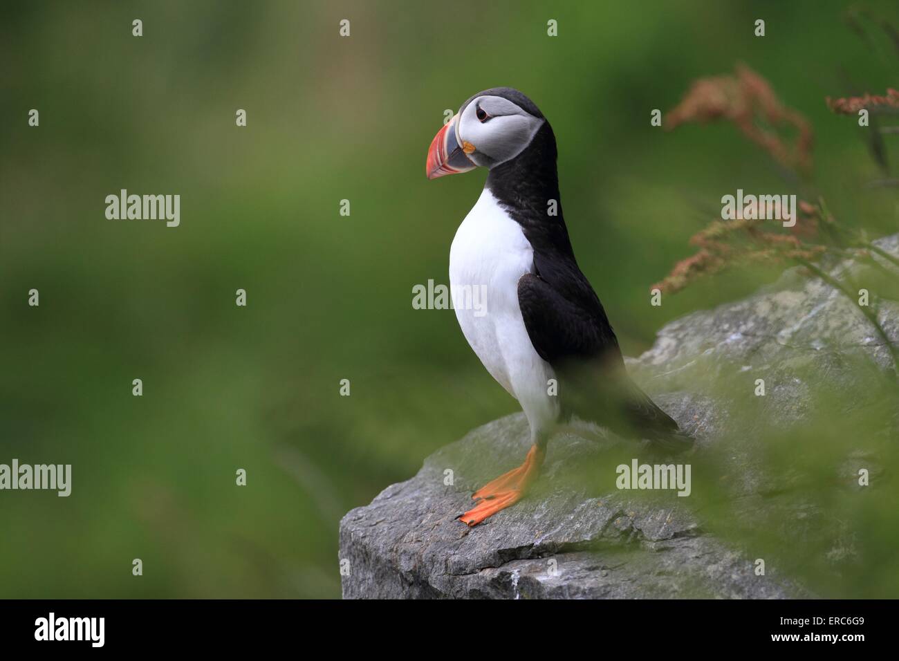 Puffin side profile hi-res stock photography and images - Alamy