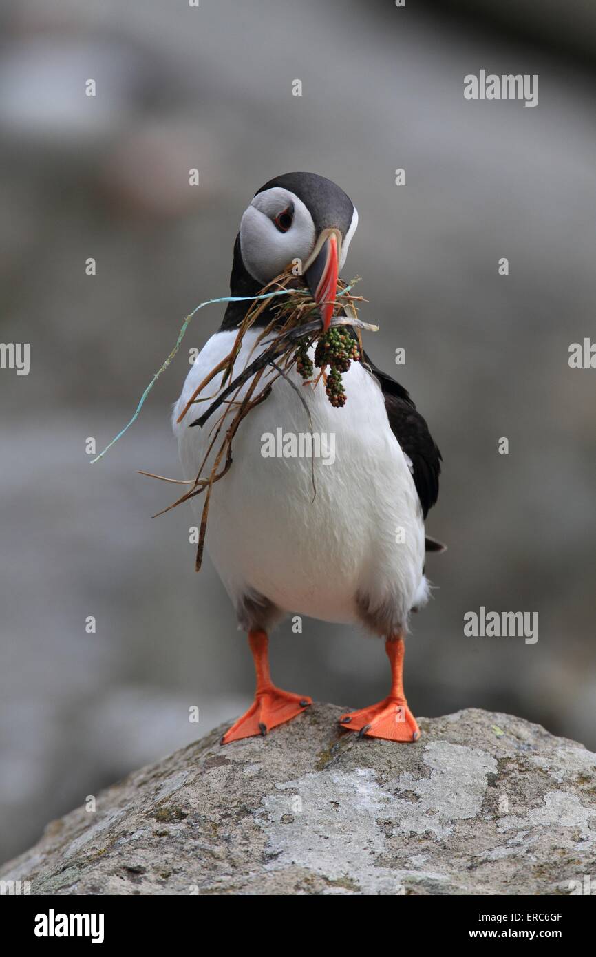 Puffin nest building hi-res stock photography and images - Alamy