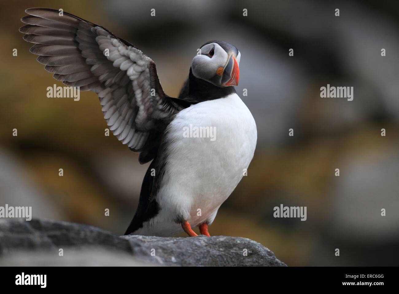 Puffin behavior hi-res stock photography and images - Alamy