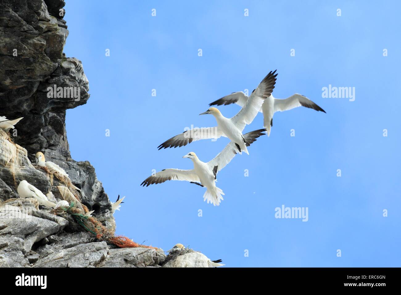 Three gannets hi-res stock photography and images - Alamy