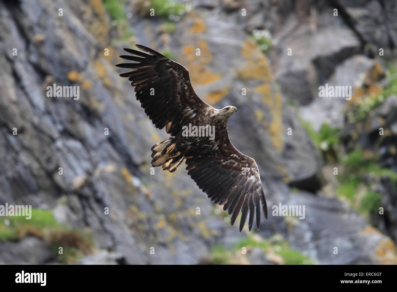 white-tailed sea eagle Stock Photo - Alamy