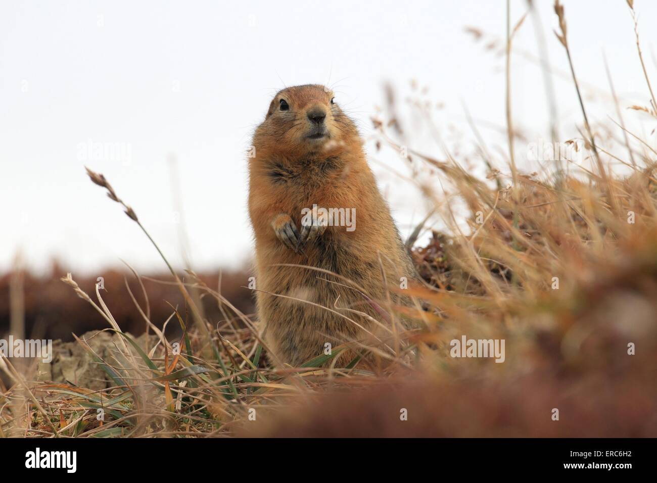 Arctic ground squirrel Stock Photo - Alamy