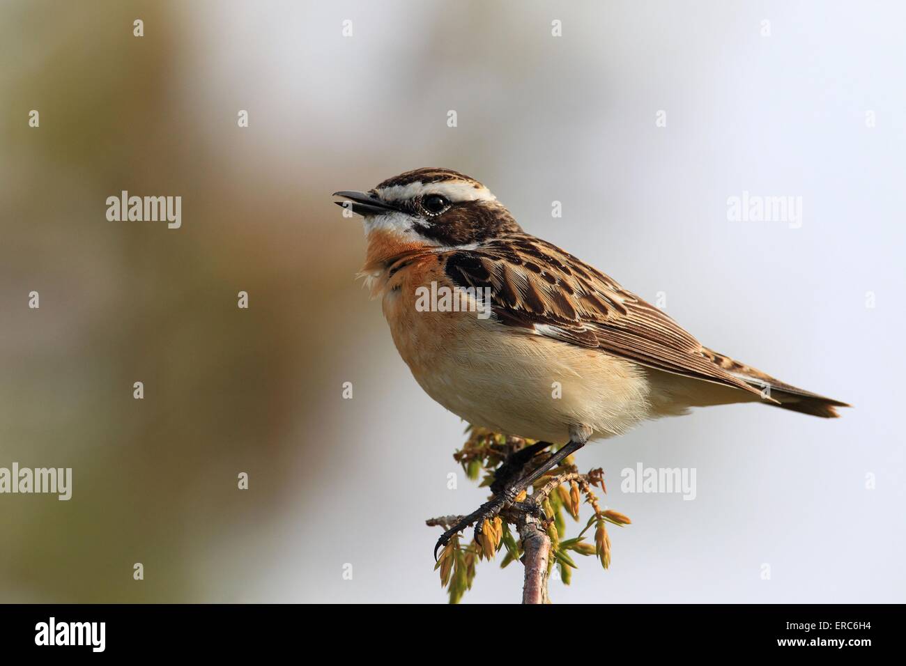 Adult whinchat hi-res stock photography and images - Alamy