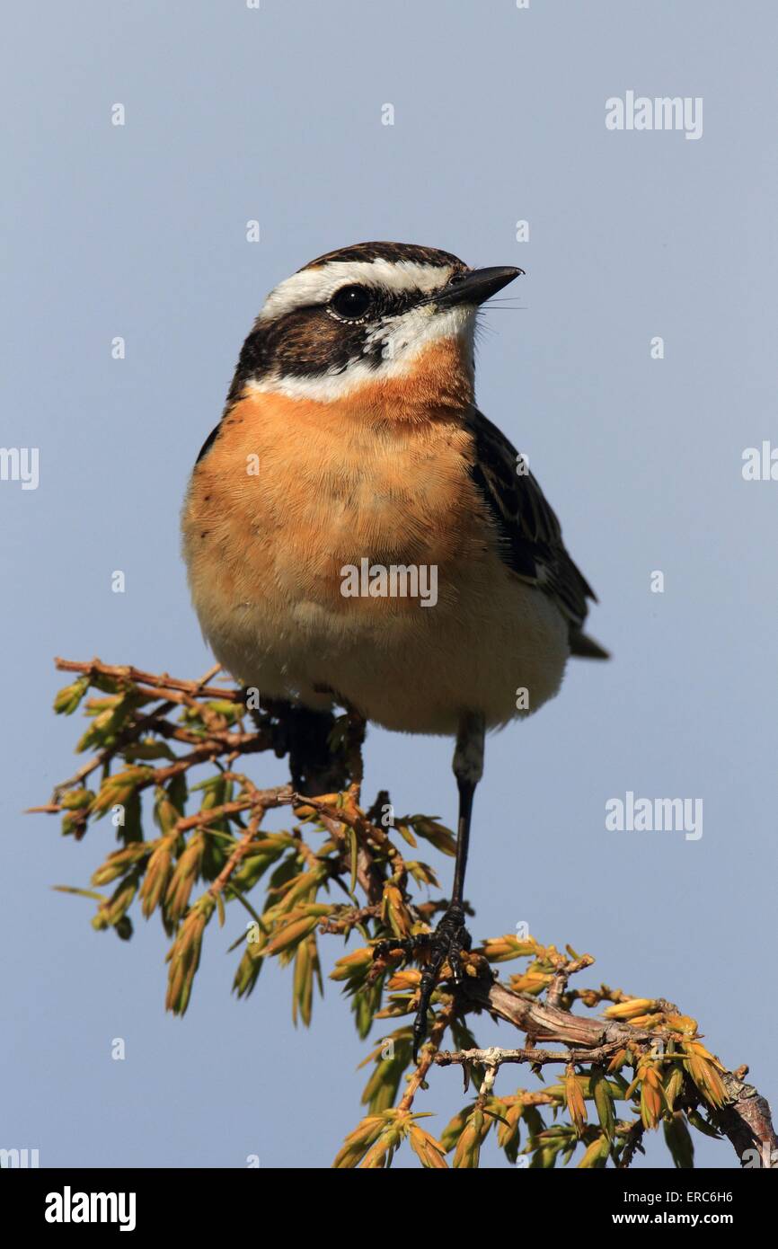 Whinchats hi-res stock photography and images - Alamy