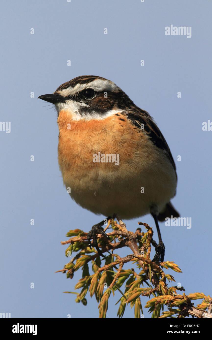 Adult whinchat hi-res stock photography and images - Alamy