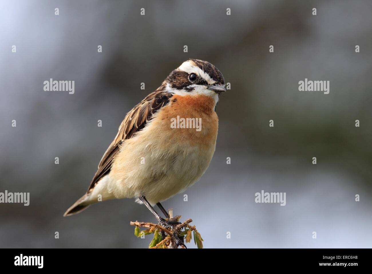Adult whinchat hi-res stock photography and images - Alamy