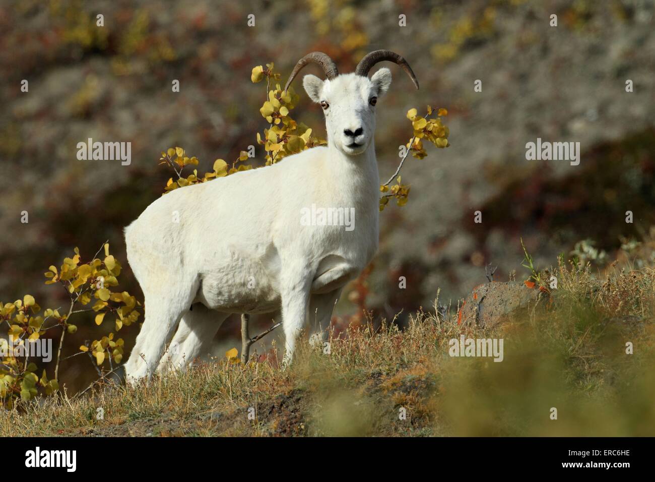 Dall sheeps hi-res stock photography and images - Alamy