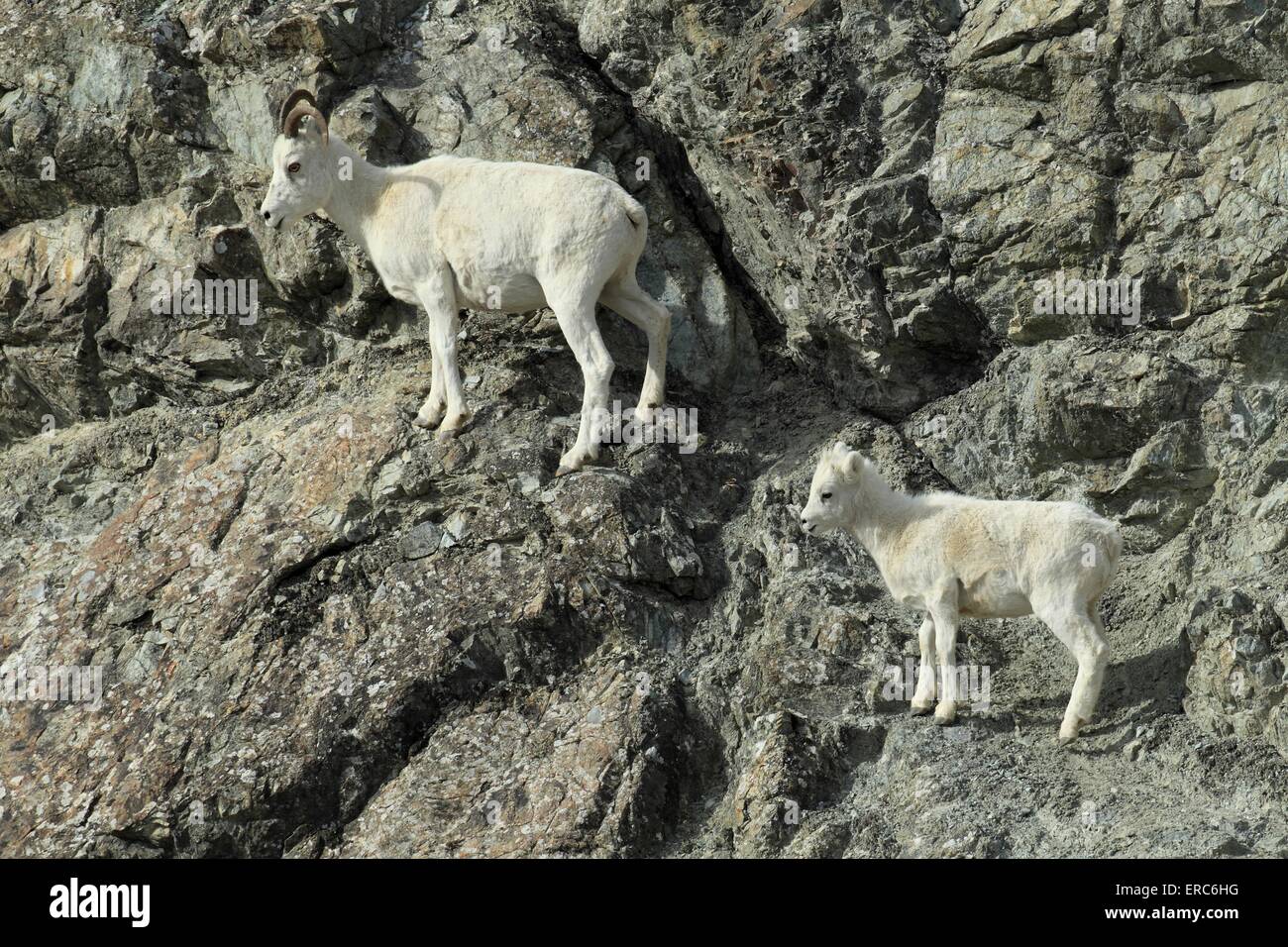 Dall Sheep And Baby High Resolution Stock Photography and Images - Alamy