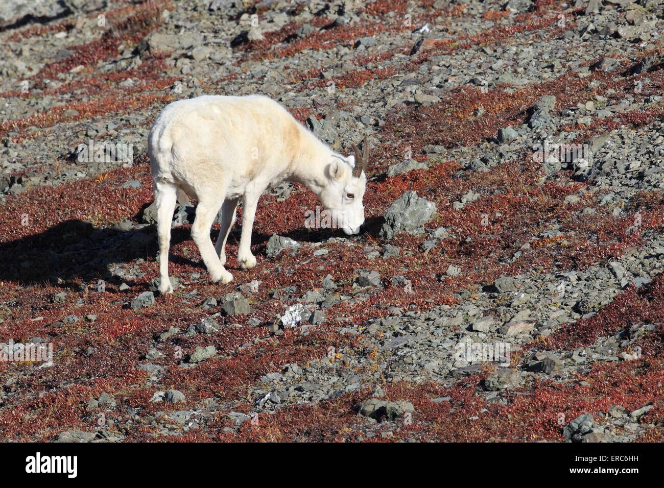Sheep forage hi-res stock photography and images - Alamy