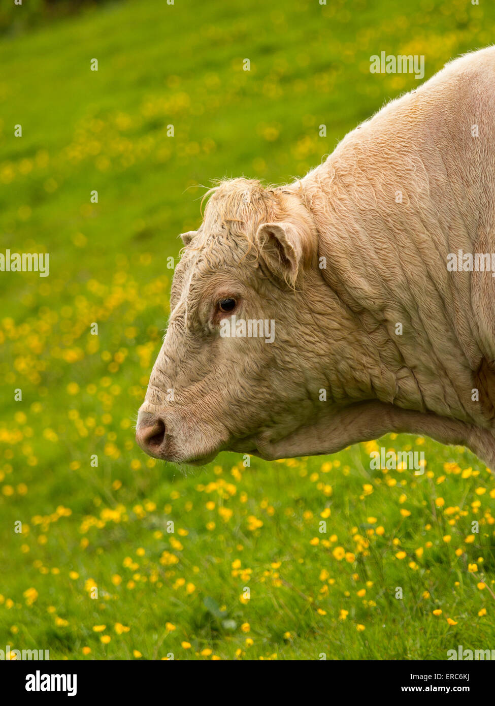 bull in a field,near Matlock,Derbyshire,Britain Stock Photo - Alamy