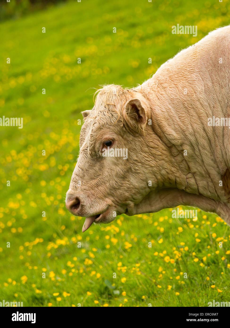 bull in a field,near Matlock,Derbyshire,Britain Stock Photo - Alamy
