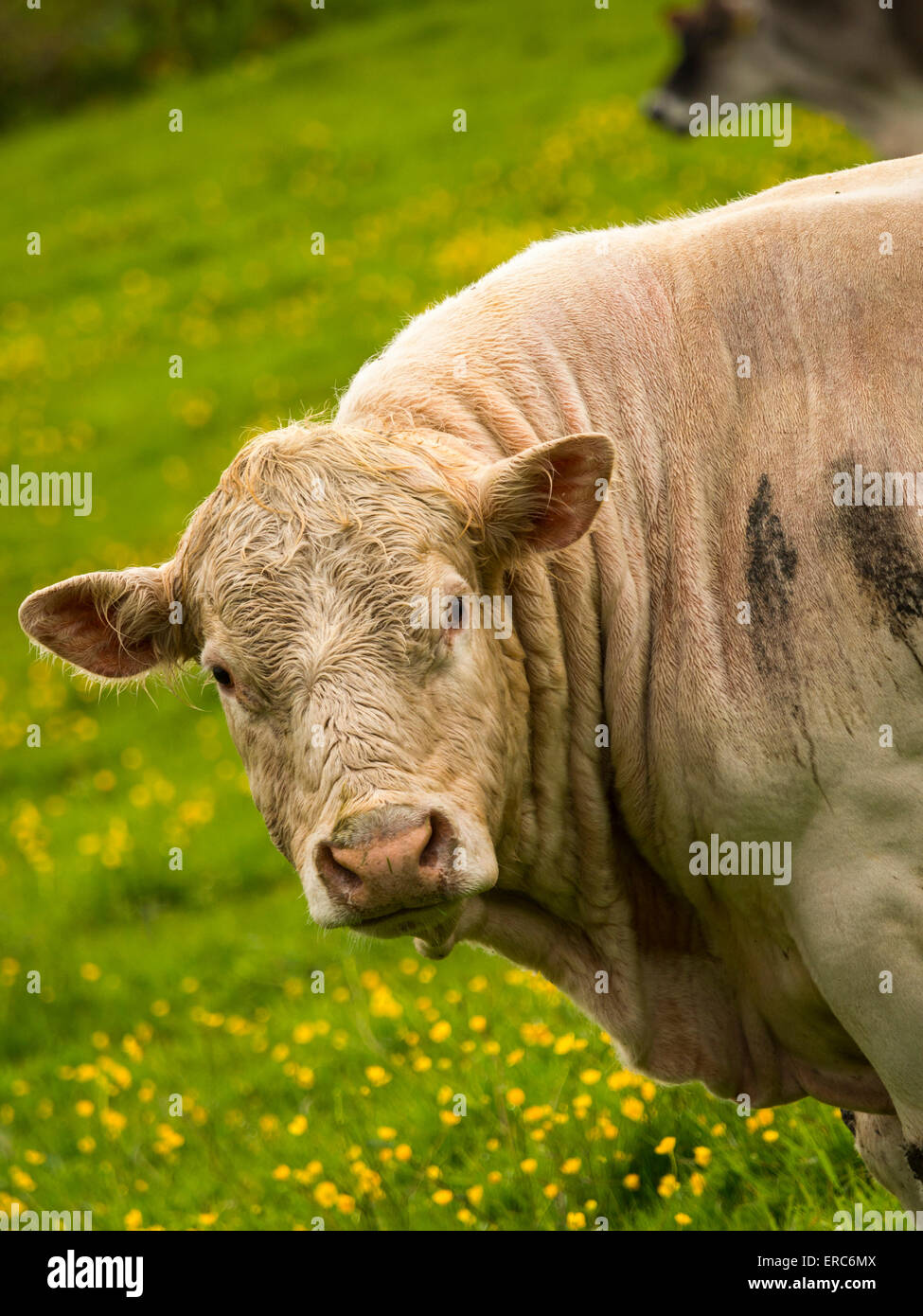 bull in a field,near Matlock,Derbyshire,Britain Stock Photo - Alamy