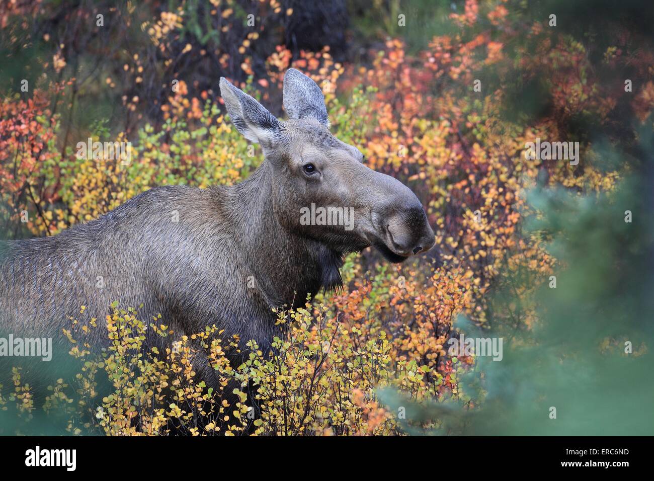 Moose heads hi-res stock photography and images - Alamy