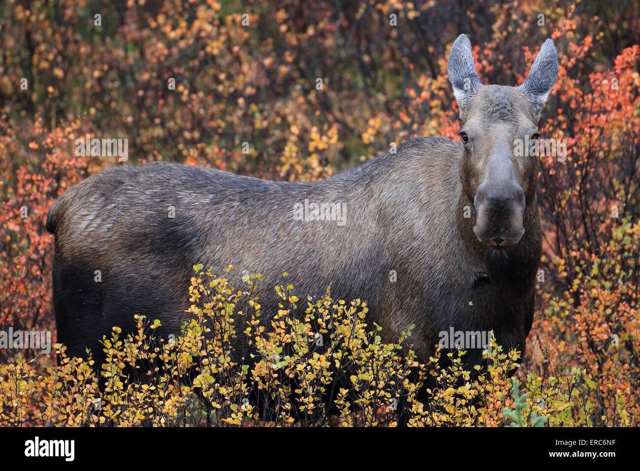 Moose eye hi-res stock photography and images - Alamy