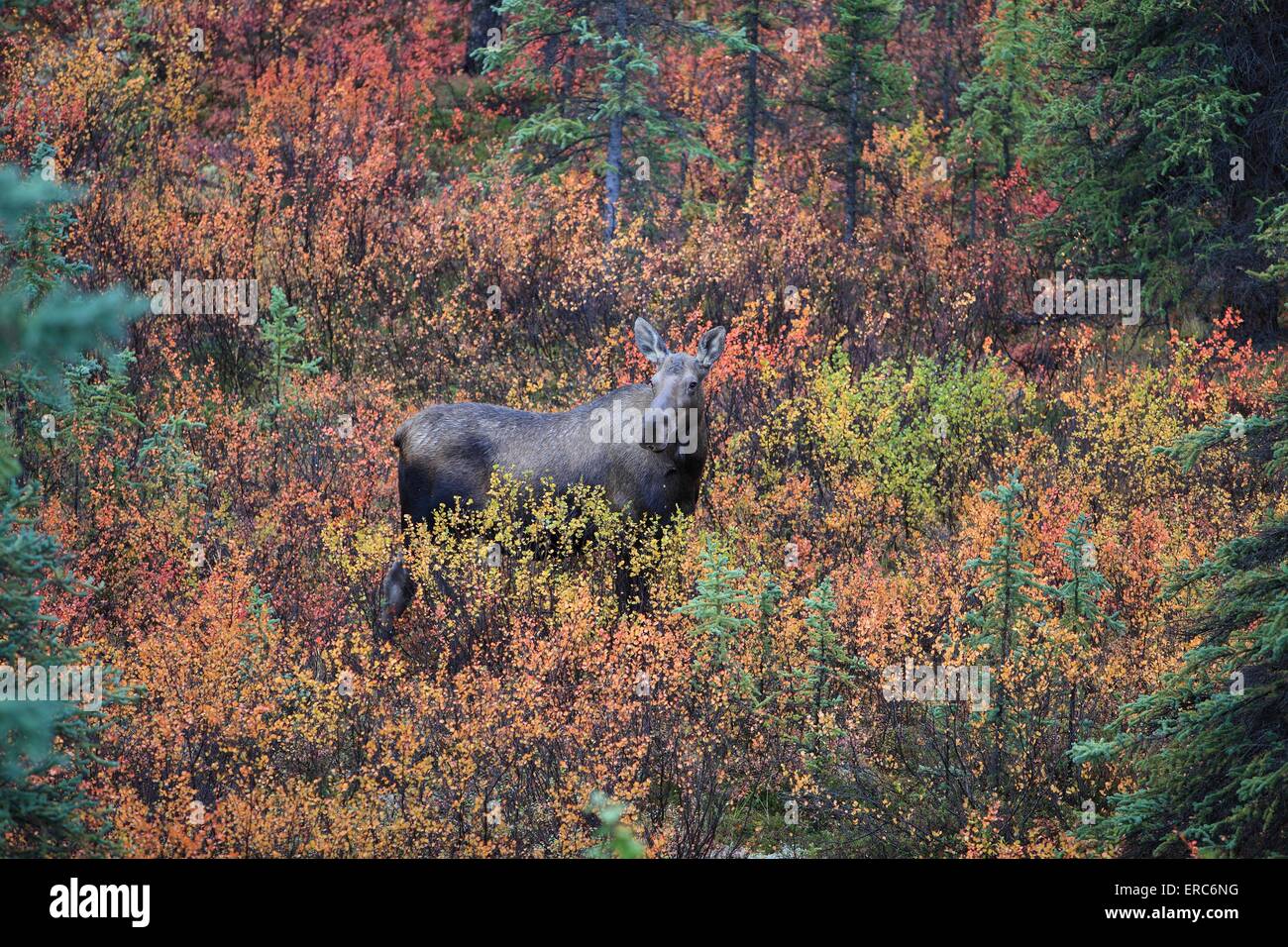 Mooses hi-res stock photography and images - Alamy