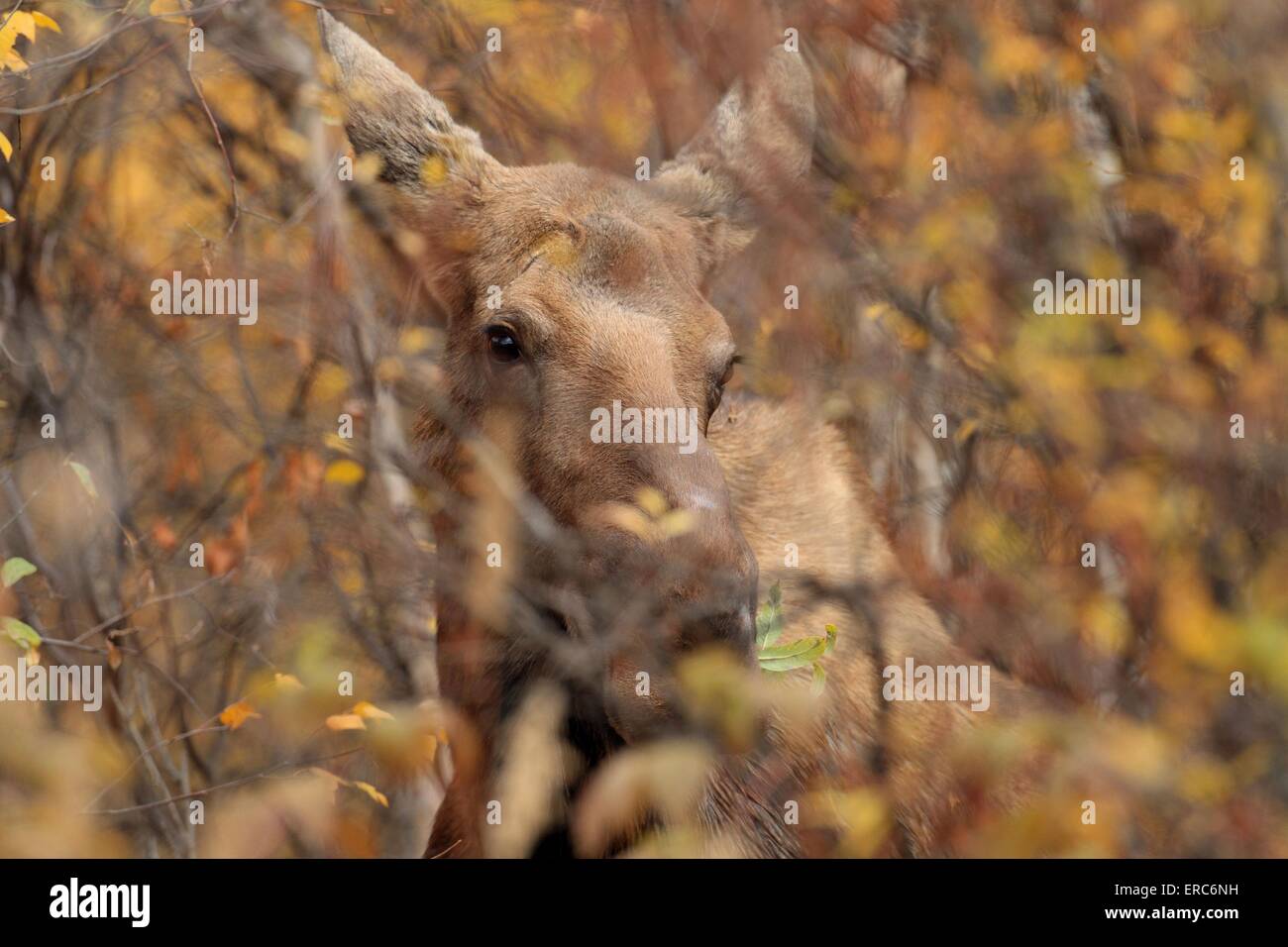 Moose heads hi-res stock photography and images - Alamy
