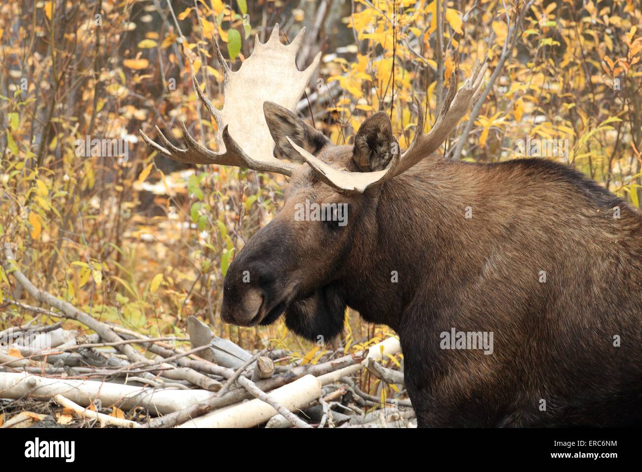 Moose mooses head hi-res stock photography and images - Alamy