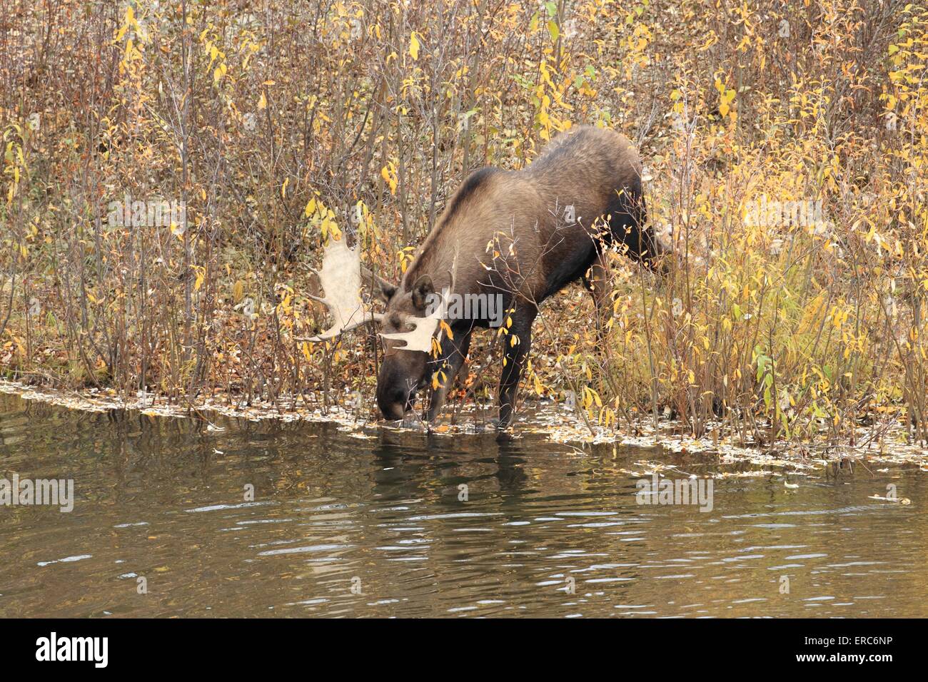 Moose behavior hi-res stock photography and images - Alamy