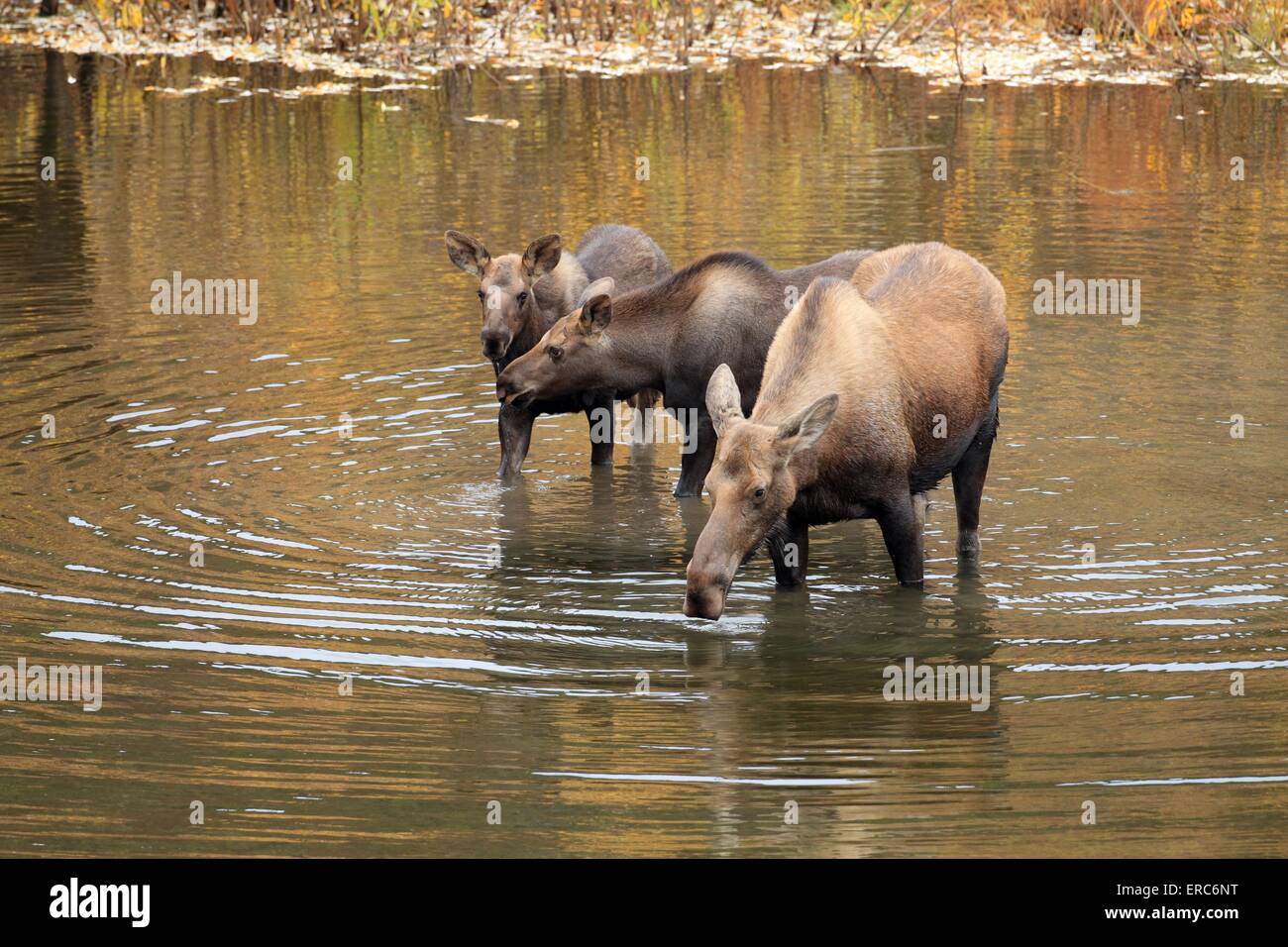 Mooses hi-res stock photography and images - Alamy