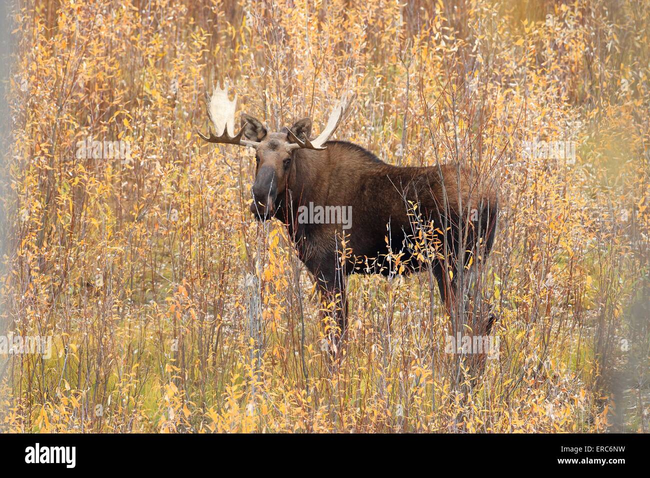 One adult male moose hi-res stock photography and images - Alamy