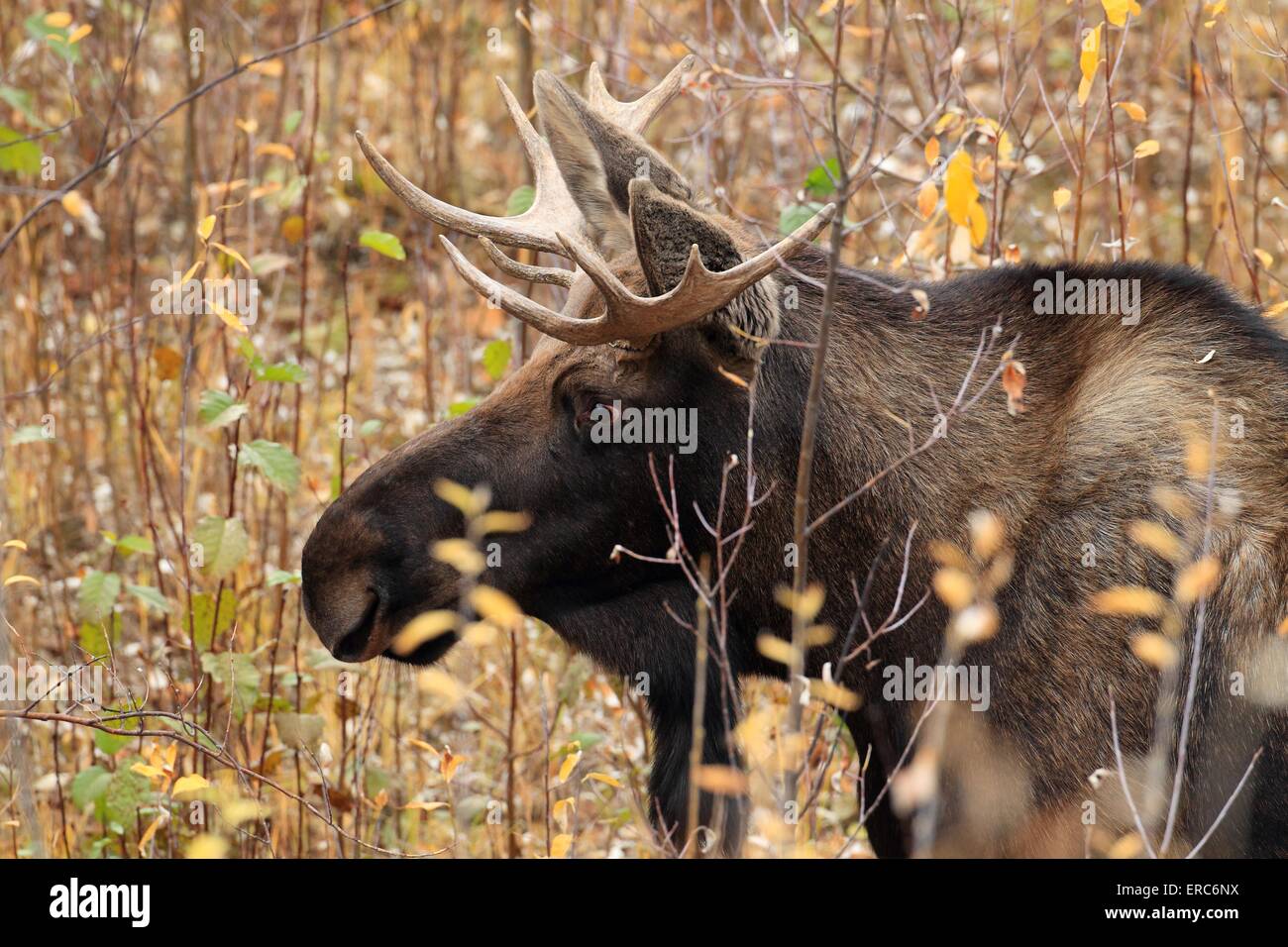 Side profile of a moose hi-res stock photography and images - Alamy