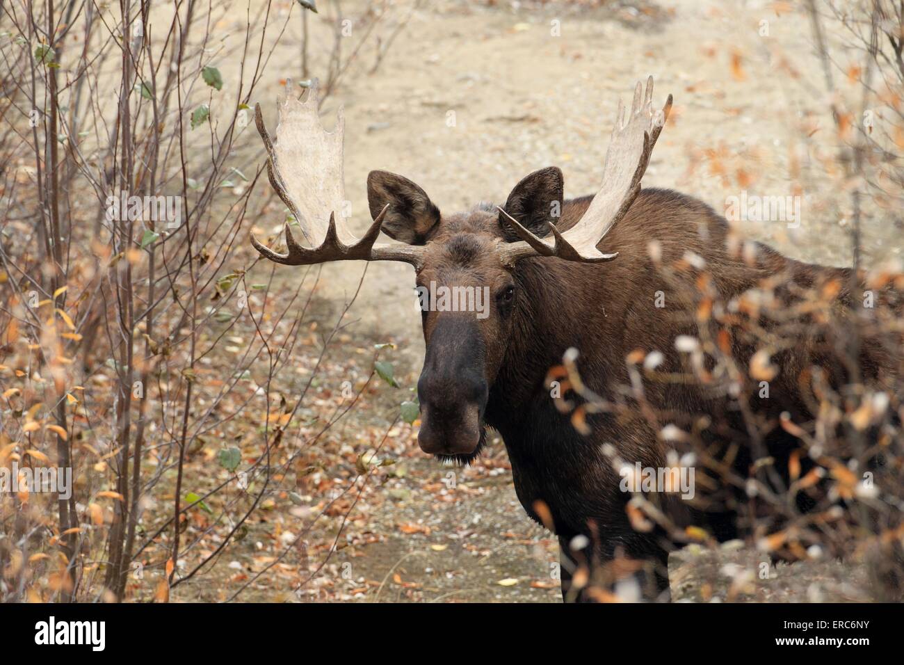 Moose mooses head hi-res stock photography and images - Alamy