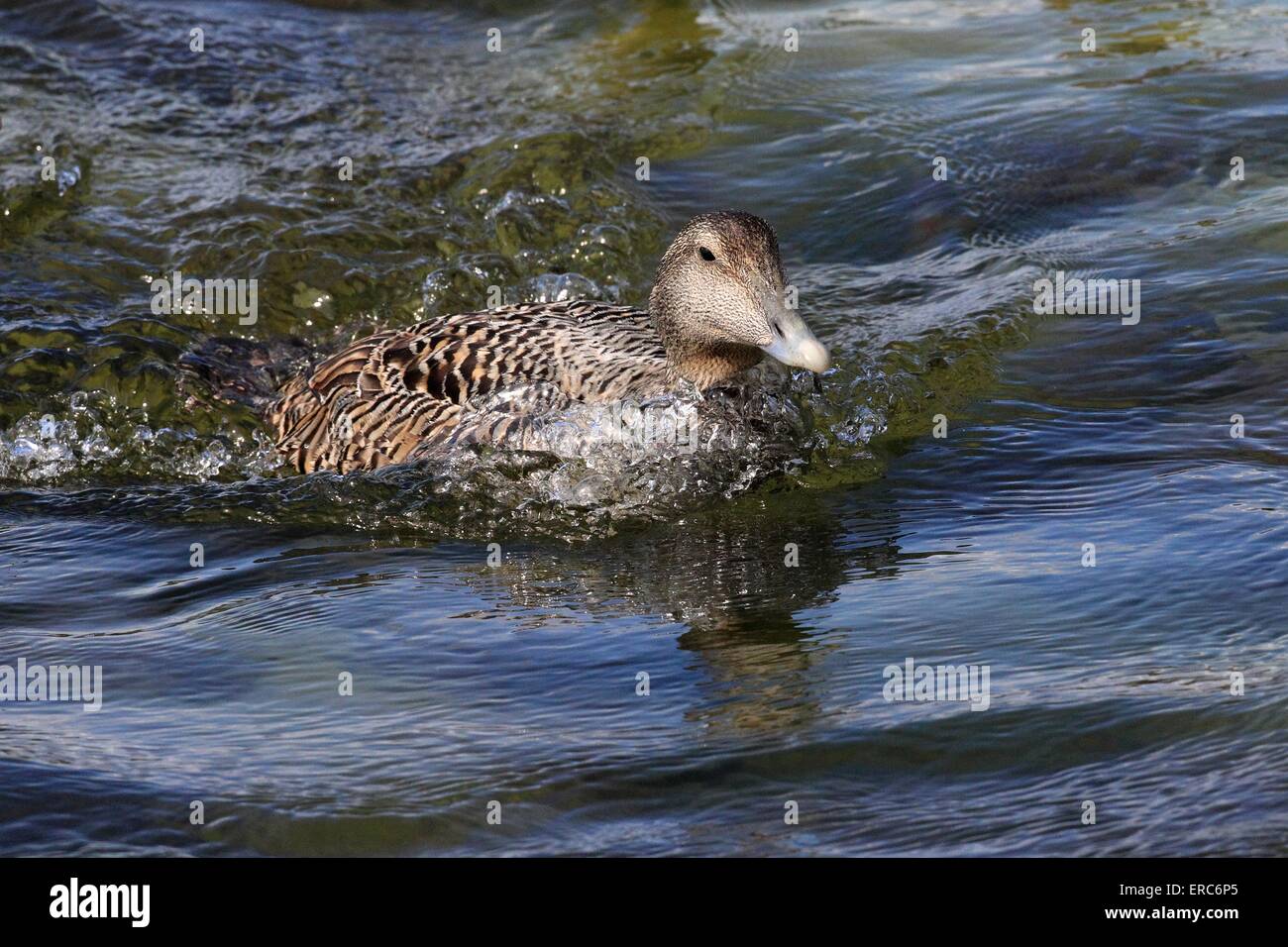 common eider duck Stock Photo - Alamy