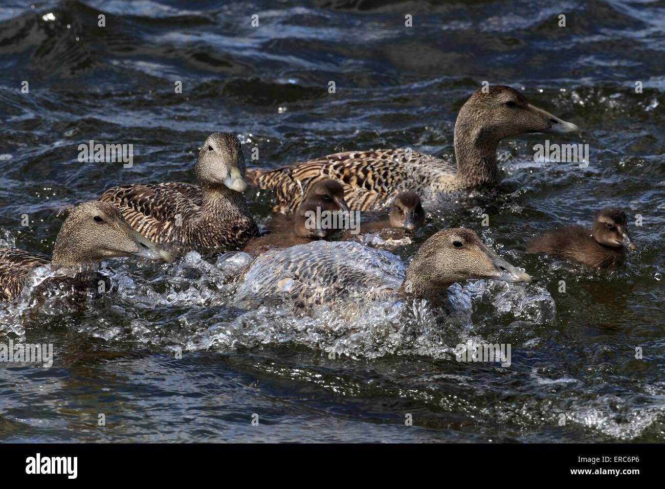 Immature eider duck hi-res stock photography and images - Alamy