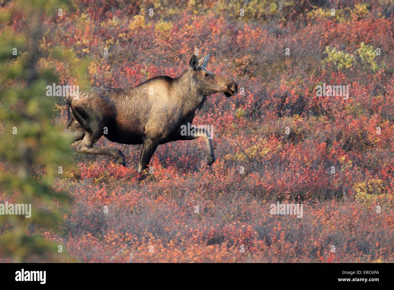 Running moose hi-res stock photography and images - Alamy
