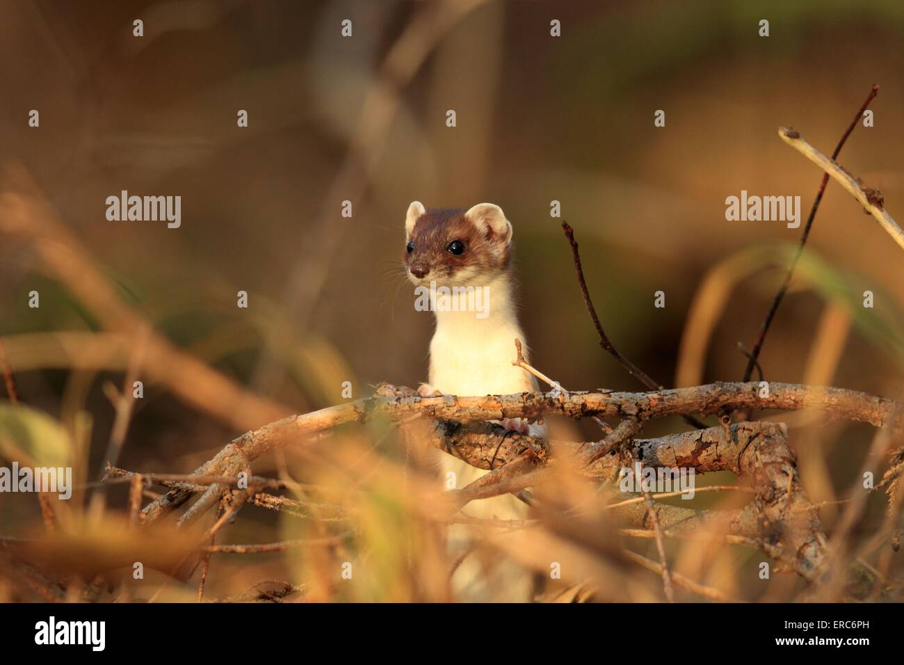 Stoats and weasels hi-res stock photography and images - Alamy