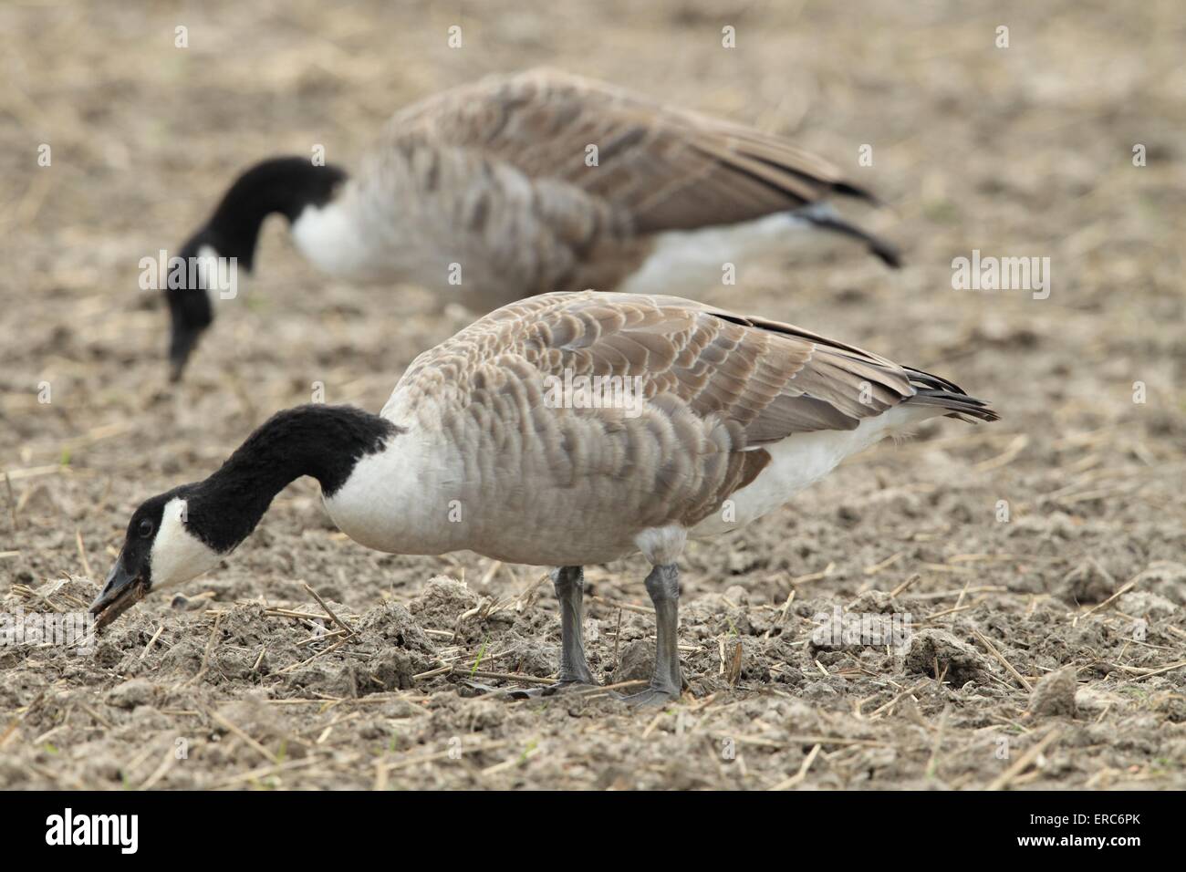 Geese foraging for food hi-res stock photography and images - Alamy