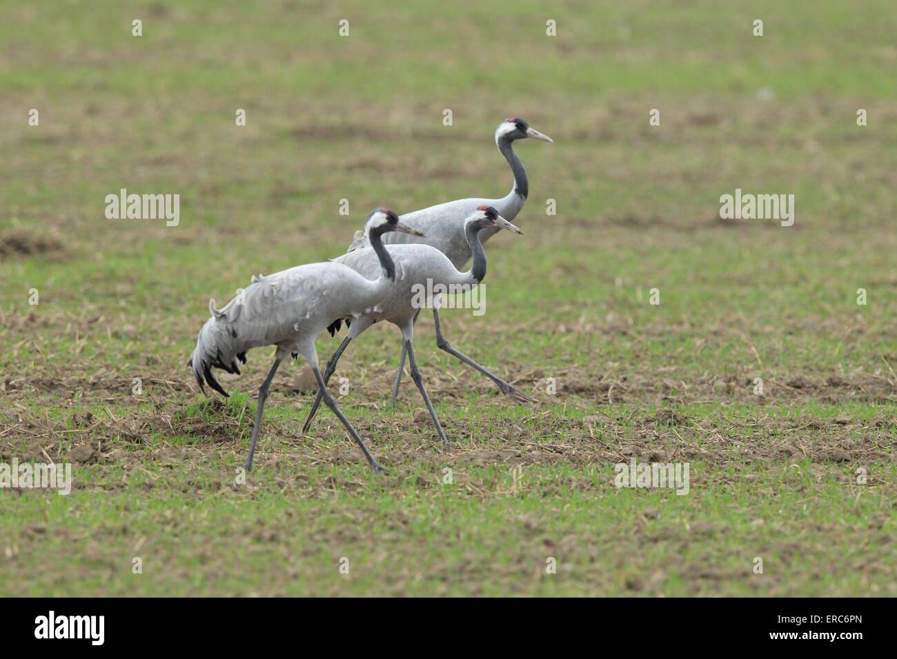 Common crane adult walking hi-res stock photography and images - Alamy