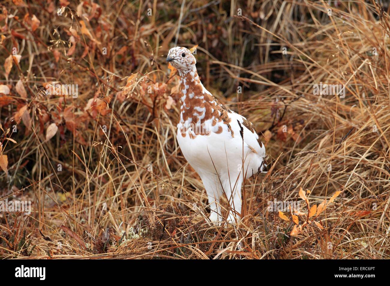 Gamebirds hi-res stock photography and images - Alamy
