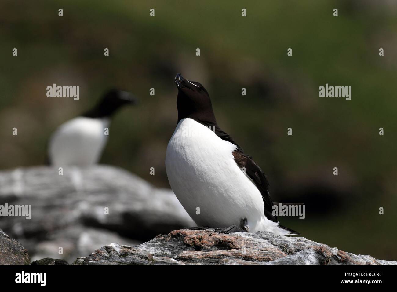 Razorbill birds hi-res stock photography and images - Alamy