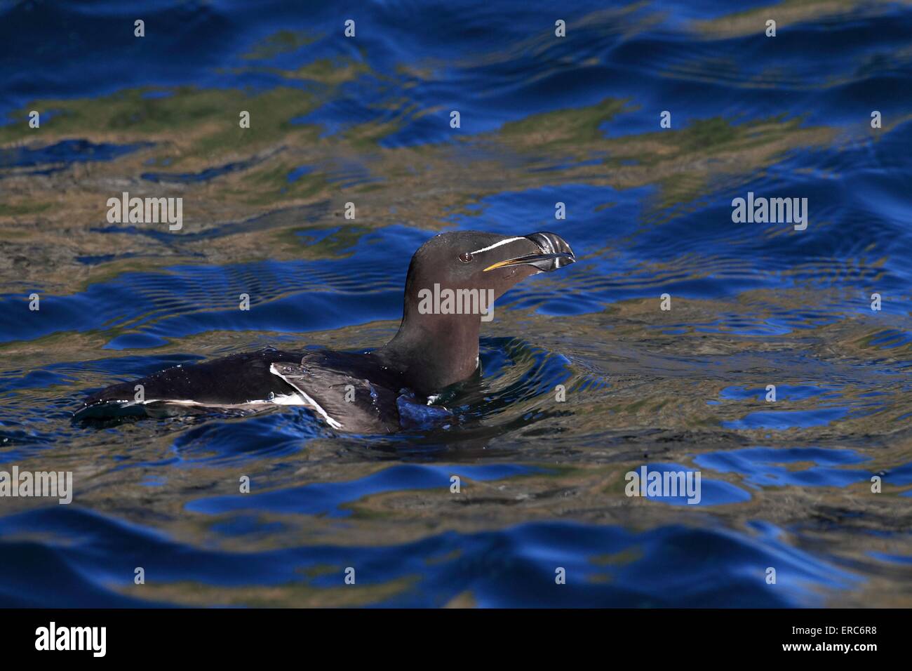 Razorbill alca torda adult swimming hi-res stock photography and images ...
