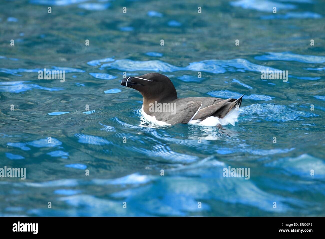 Razorbill birds hi-res stock photography and images - Alamy