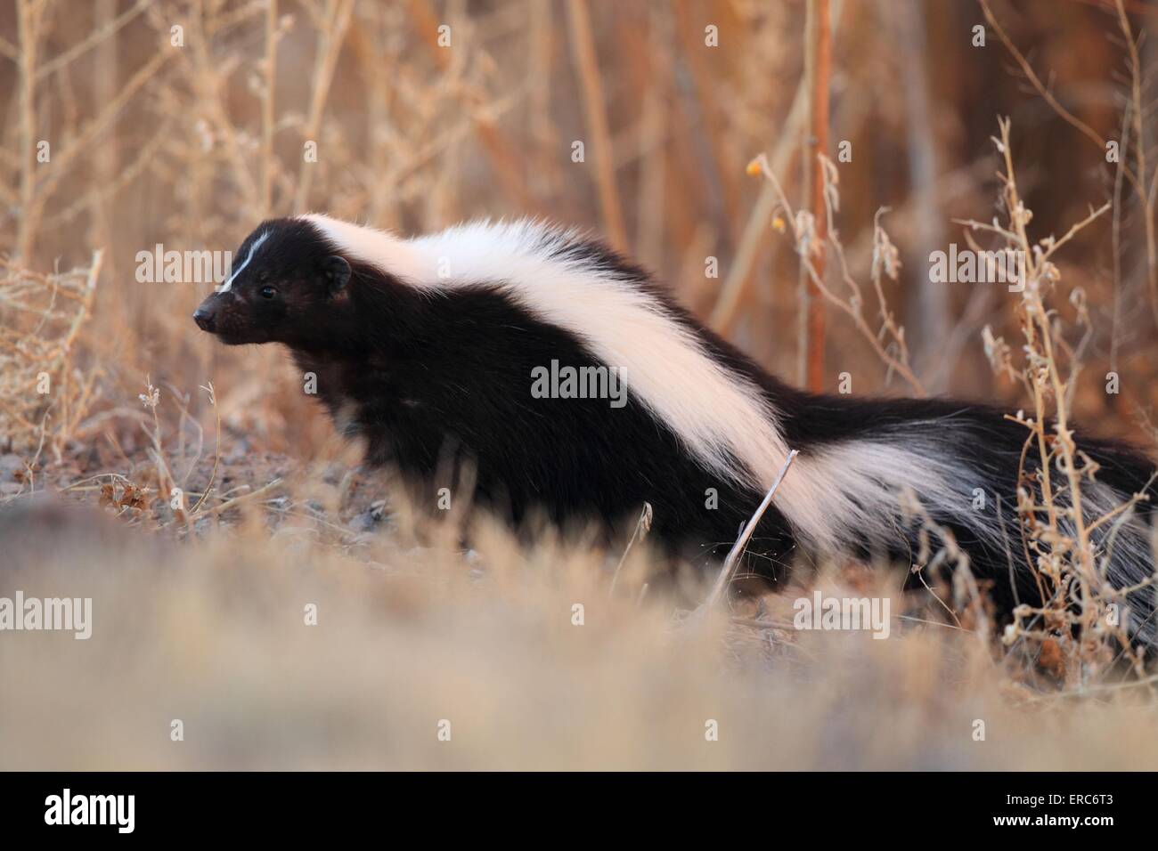 Skunks hi-res stock photography and images - Alamy