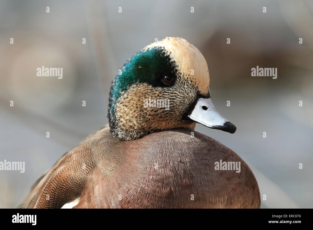 Widgeon duck hi-res stock photography and images - Alamy