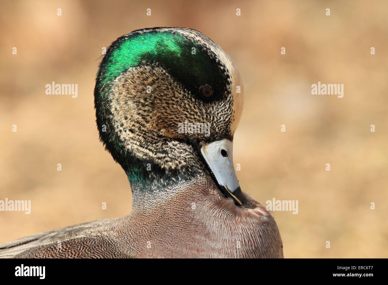 American Widgeon Aquatic High Resolution Stock Photography and Images ...