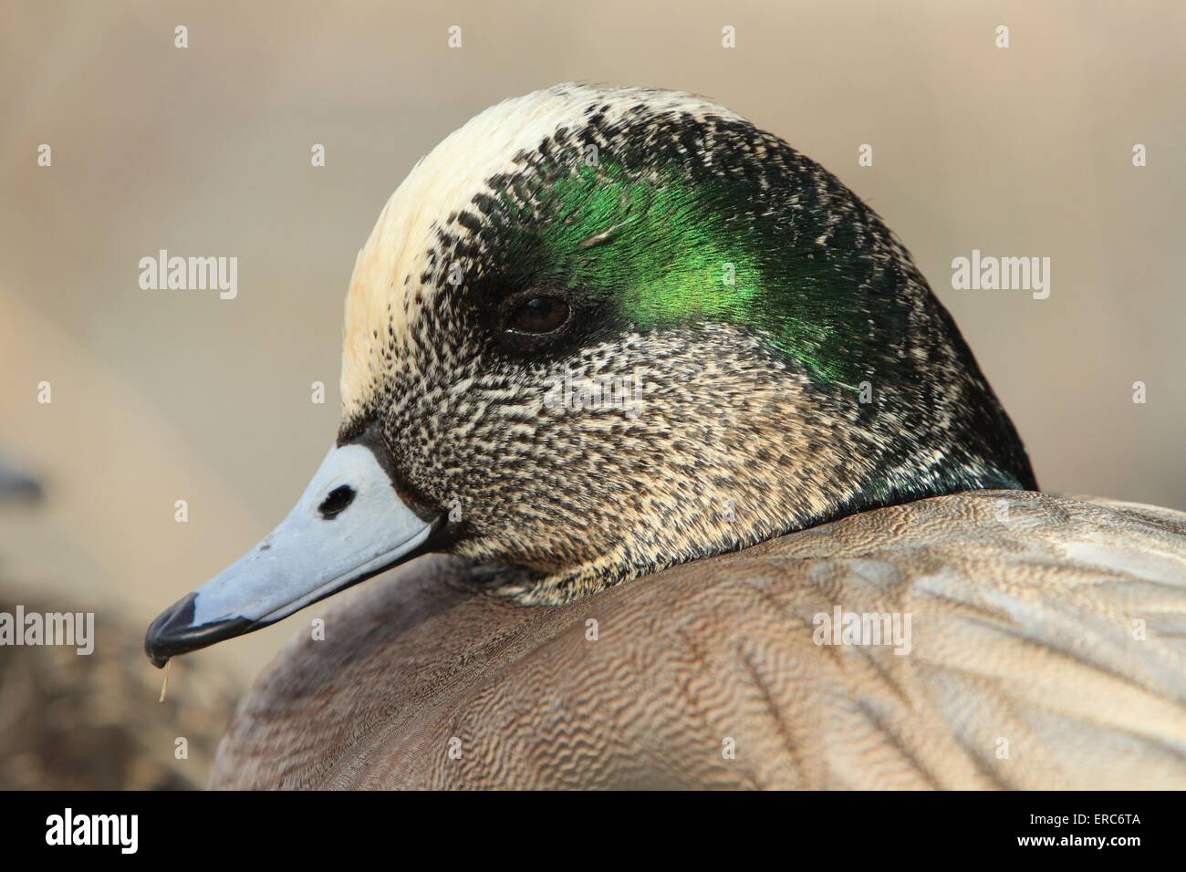 American widgeon ducks hi-res stock photography and images - Alamy