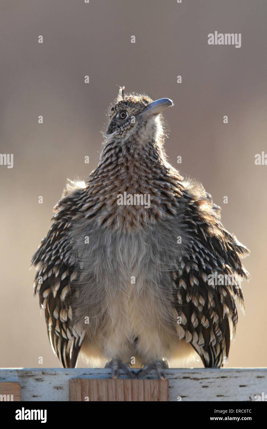 Roadrunner hi-res stock photography and images - Alamy