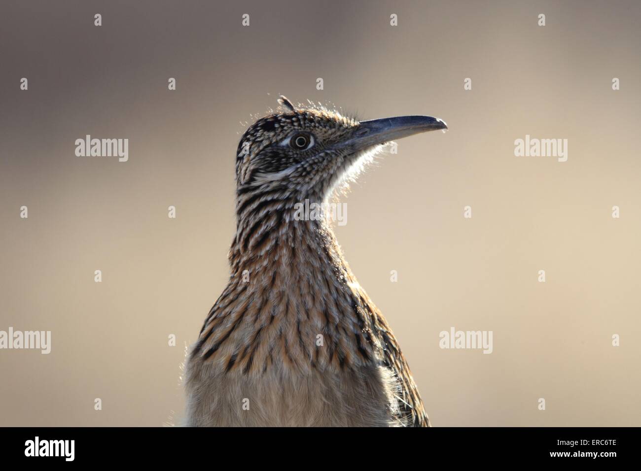 Adult roadrunner hi-res stock photography and images - Alamy