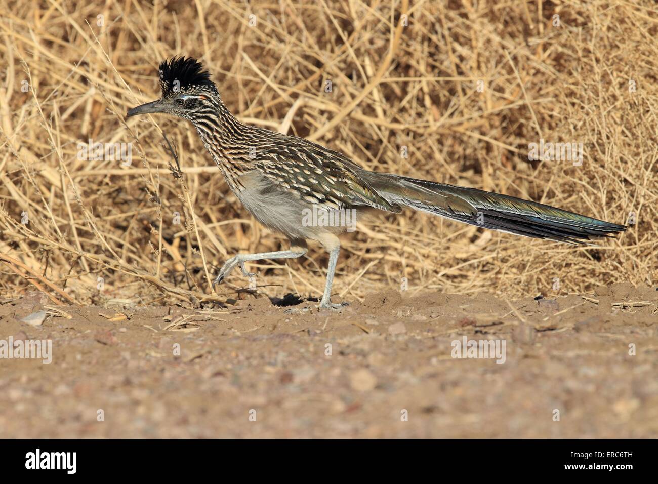 Roadrunner bird moving hi-res stock photography and images - Alamy