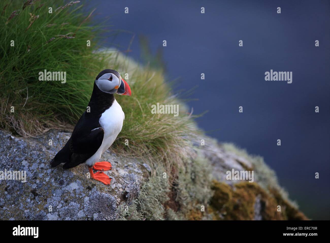 Puffin side profile hi-res stock photography and images - Alamy
