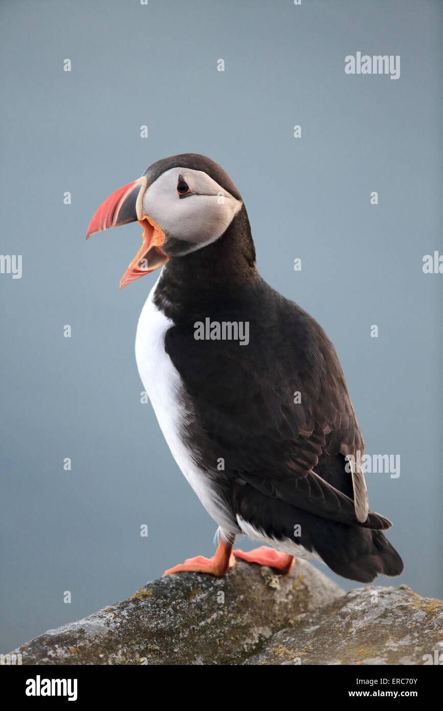 Puffin beaks hi-res stock photography and images - Alamy